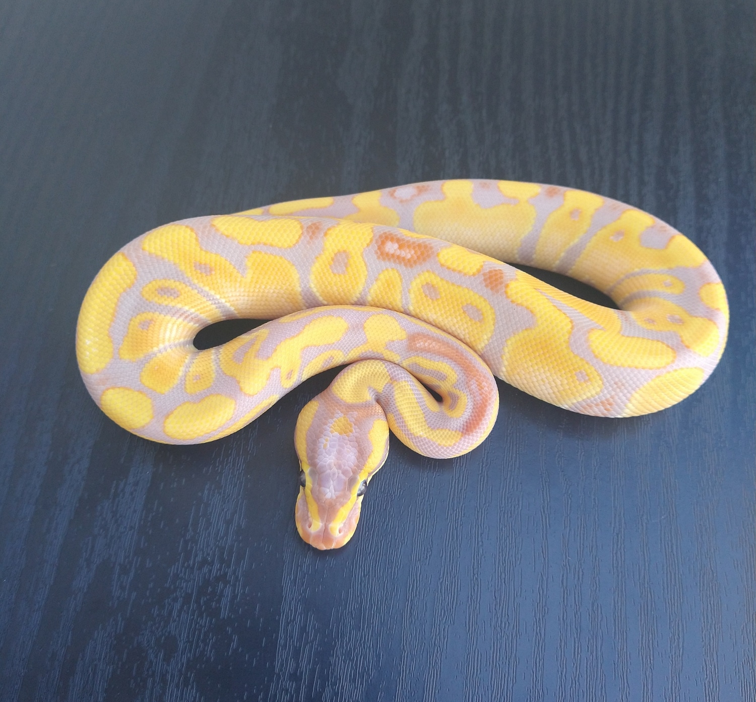 Enchi Banana 💯 Het Clown Ball Python by VooDoo Pythons - MorphMarket