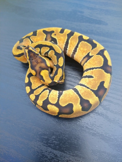 Enchi 100% Het Clown Ball Python by VooDoo Pythons