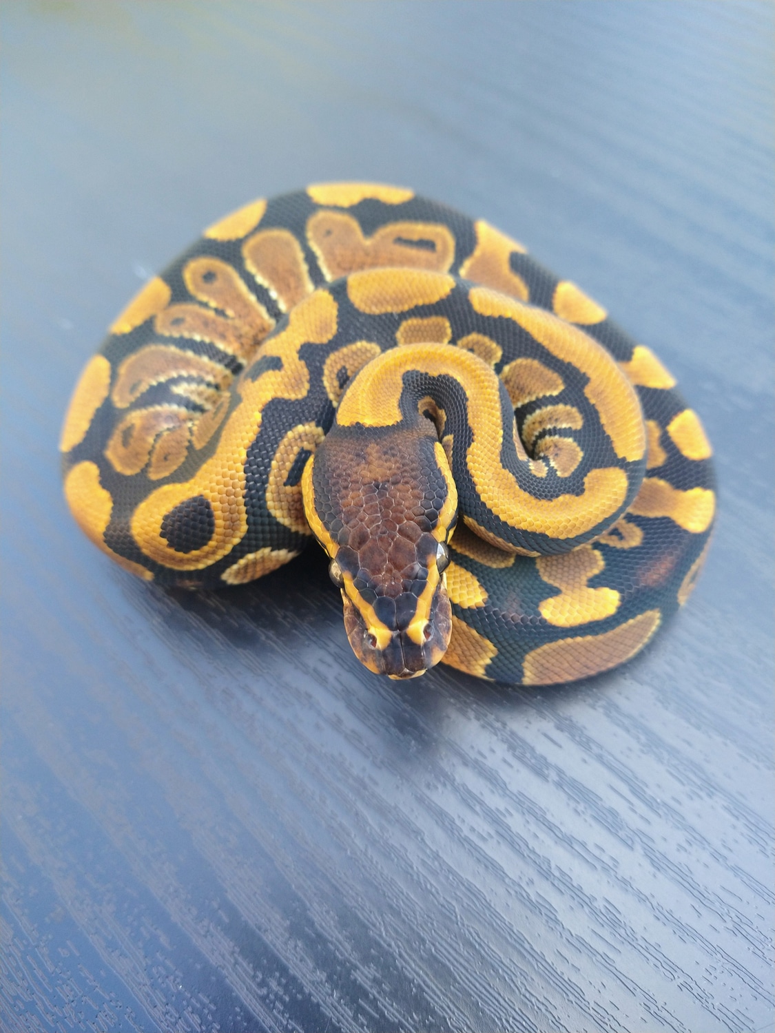 100% Het Clown Ball Python by VooDoo Pythons - MorphMarket