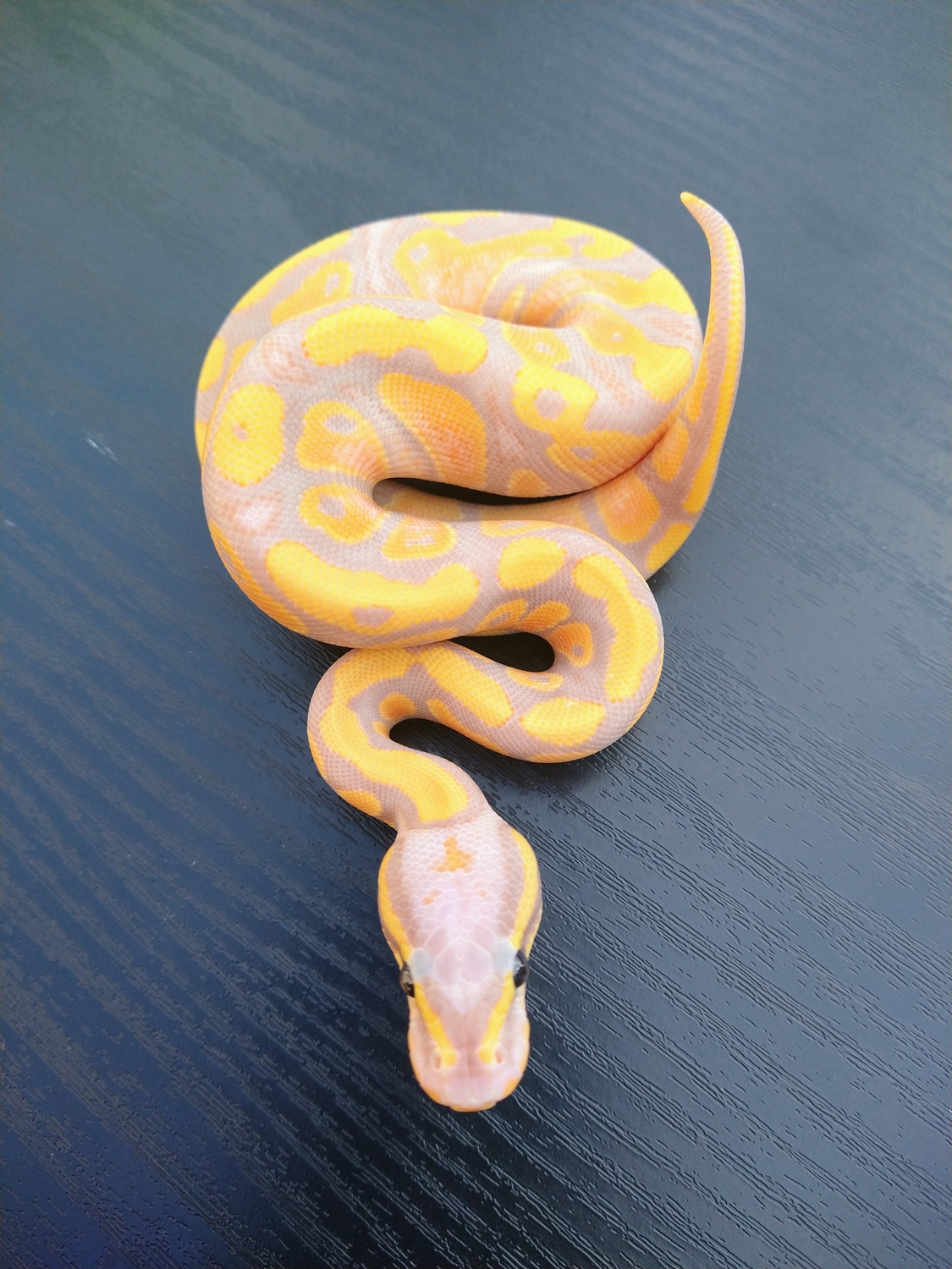 Banana 💯 Het Clown Ball Python by VooDoo Pythons - MorphMarket