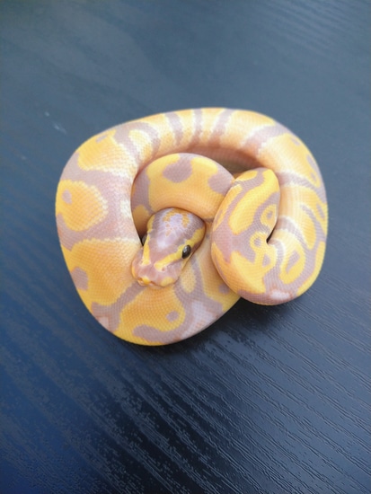 Enchi Banana 💯 Het Clown Ball Python by VooDoo Pythons
