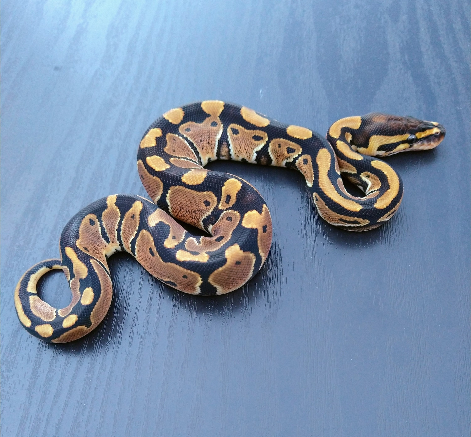 Double Het Clown/Pied Ball Python by VooDoo Pythons - MorphMarket
