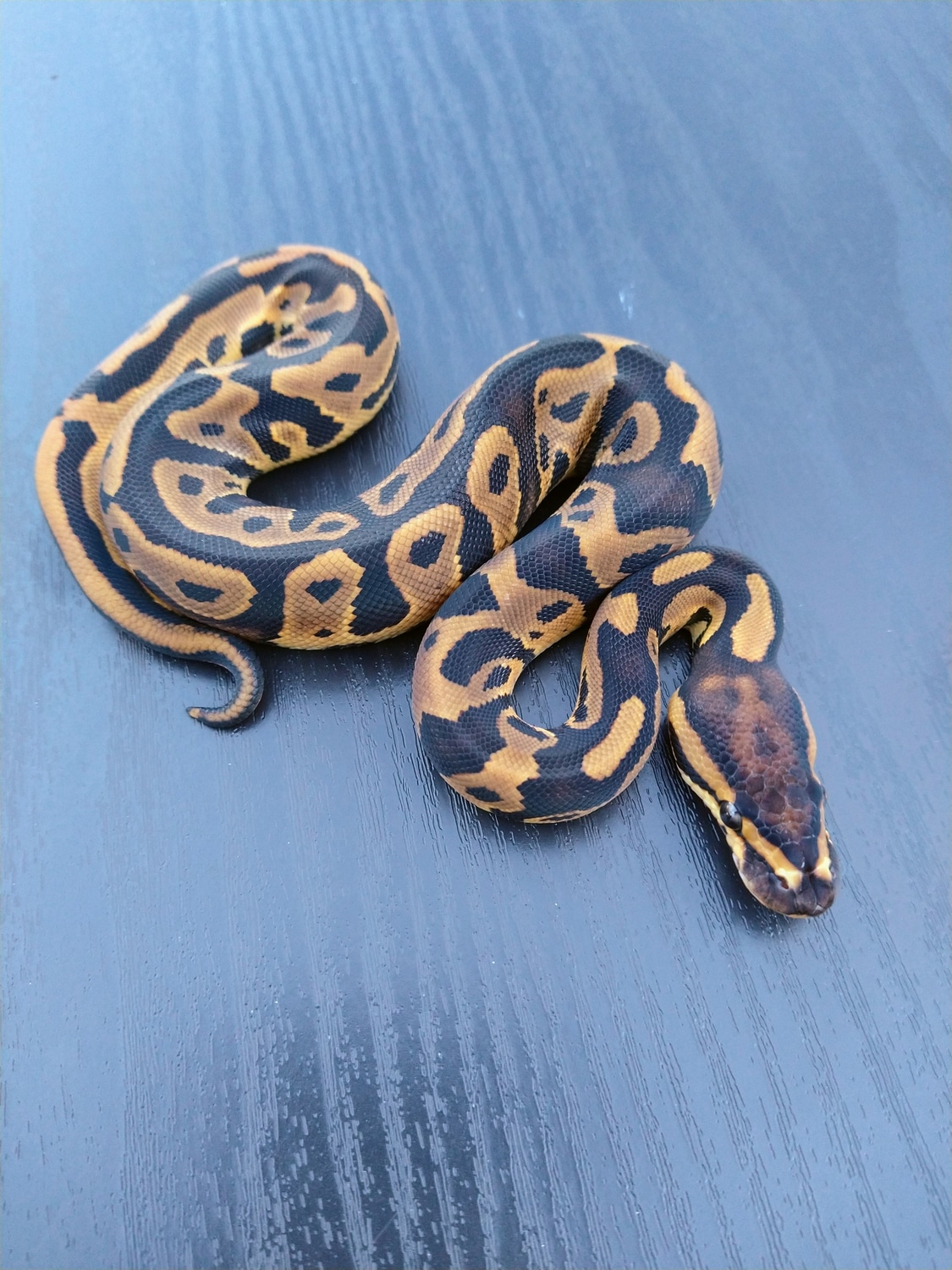 Leopard Dbl Het Clown Het Pied Ball Python by VooDoo Pythons - MorphMarket
