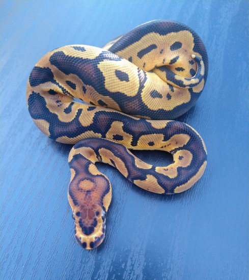 Clown 💯 Het Pied Ball Python by VooDoo Pythons