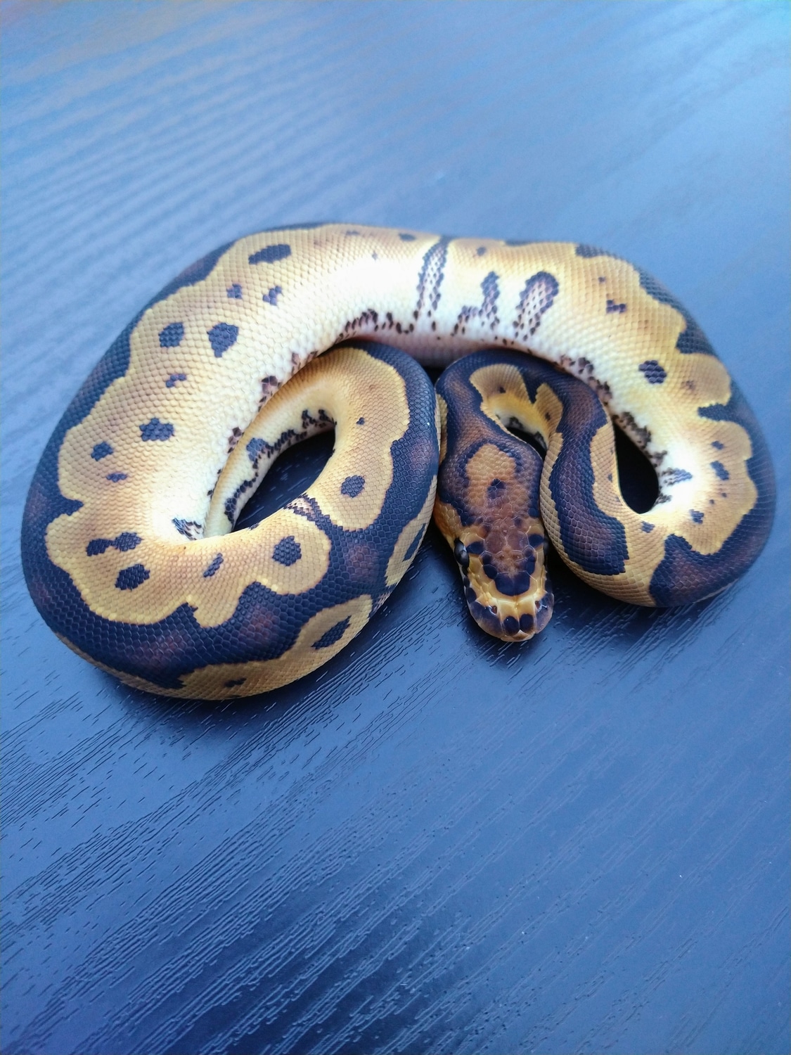 Clown Het Pied Ball Python by VooDoo Pythons - MorphMarket