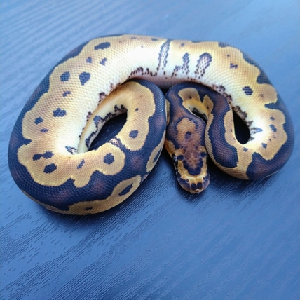 VooDoo Pythons - MorphMarket