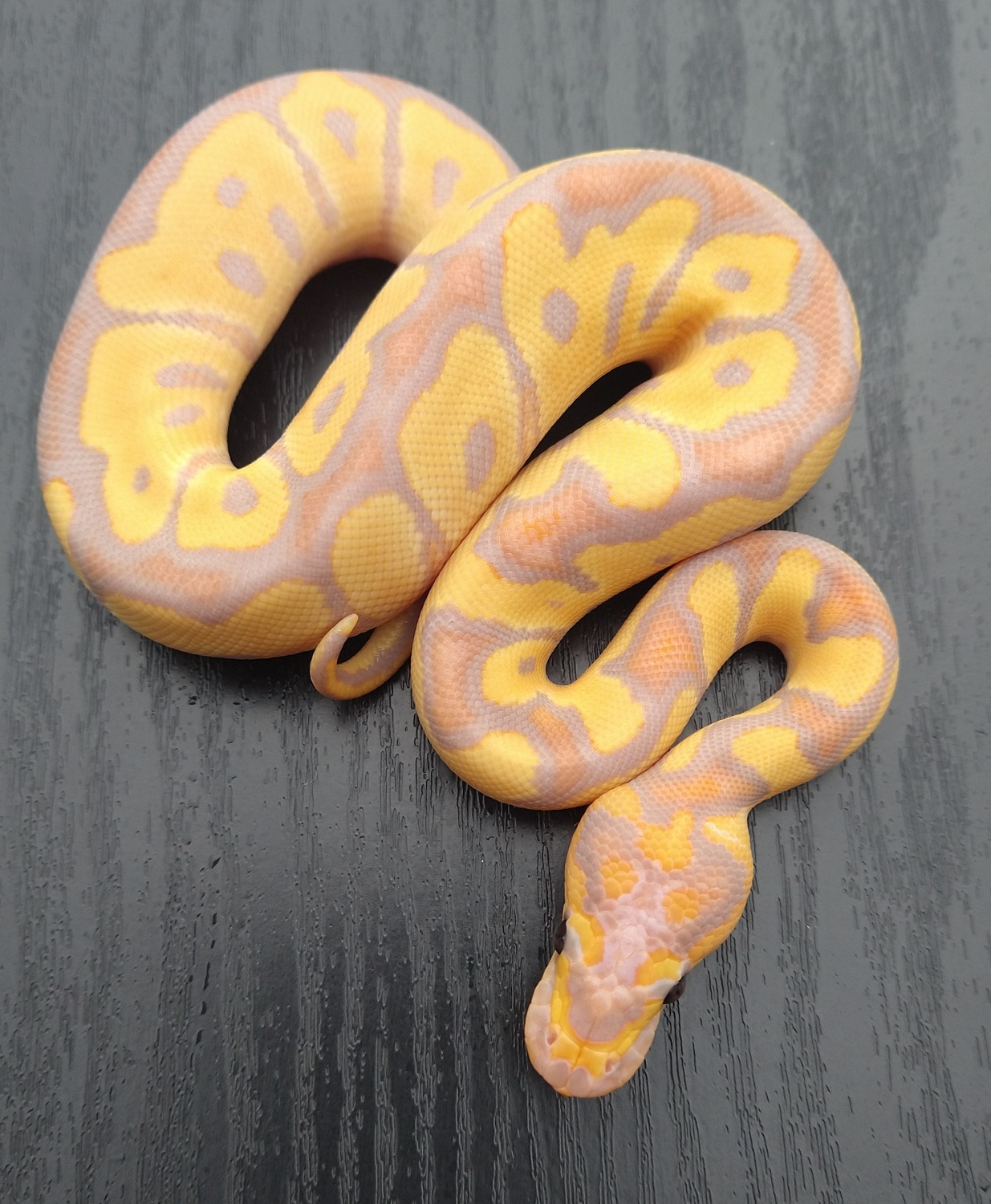 Banana Clown Ball Python by VooDoo Pythons - MorphMarket