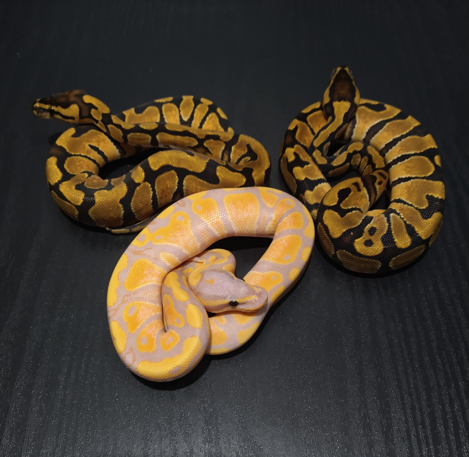 1.2 Banana Het Clown Trio Ball Python by VooDoo Pythons - MorphMarket
