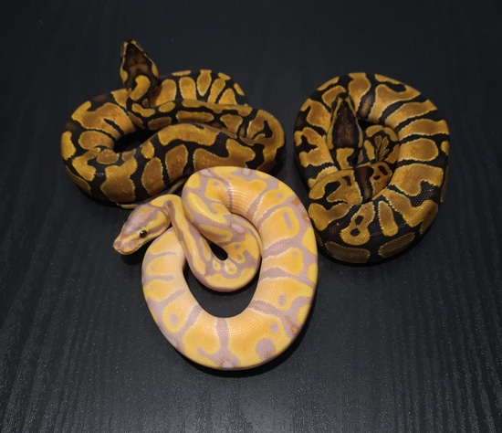 1.2 Banana Enchi Het Clown Trio Ball Python by VooDoo Pythons
