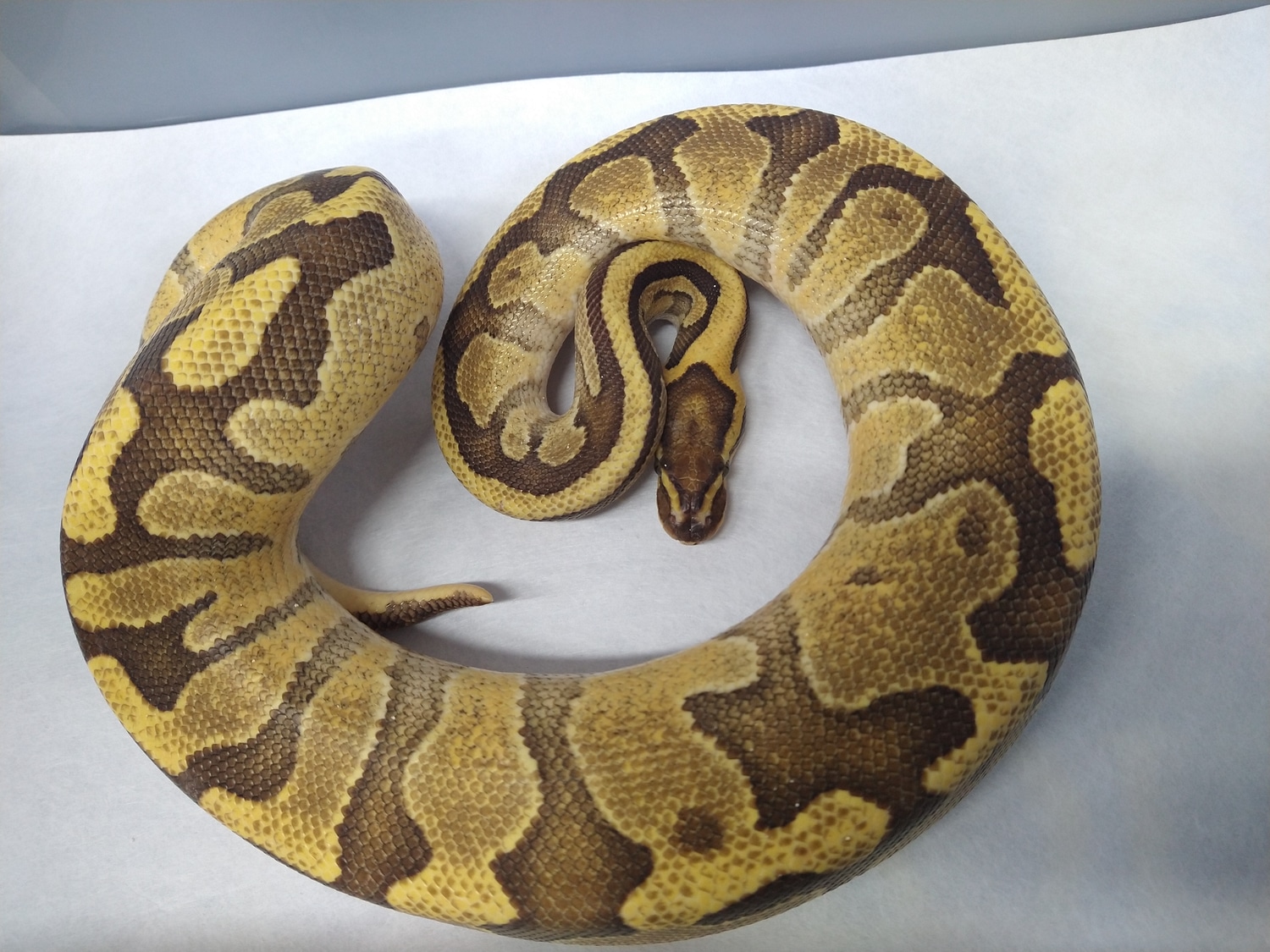 Enchi Fire 💯 Het Clown Ball Python by VooDoo Pythons - MorphMarket