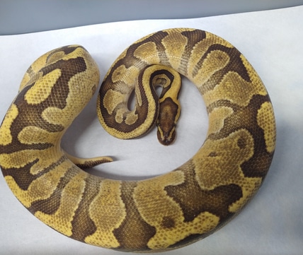 VooDoo Pythons - MorphMarket