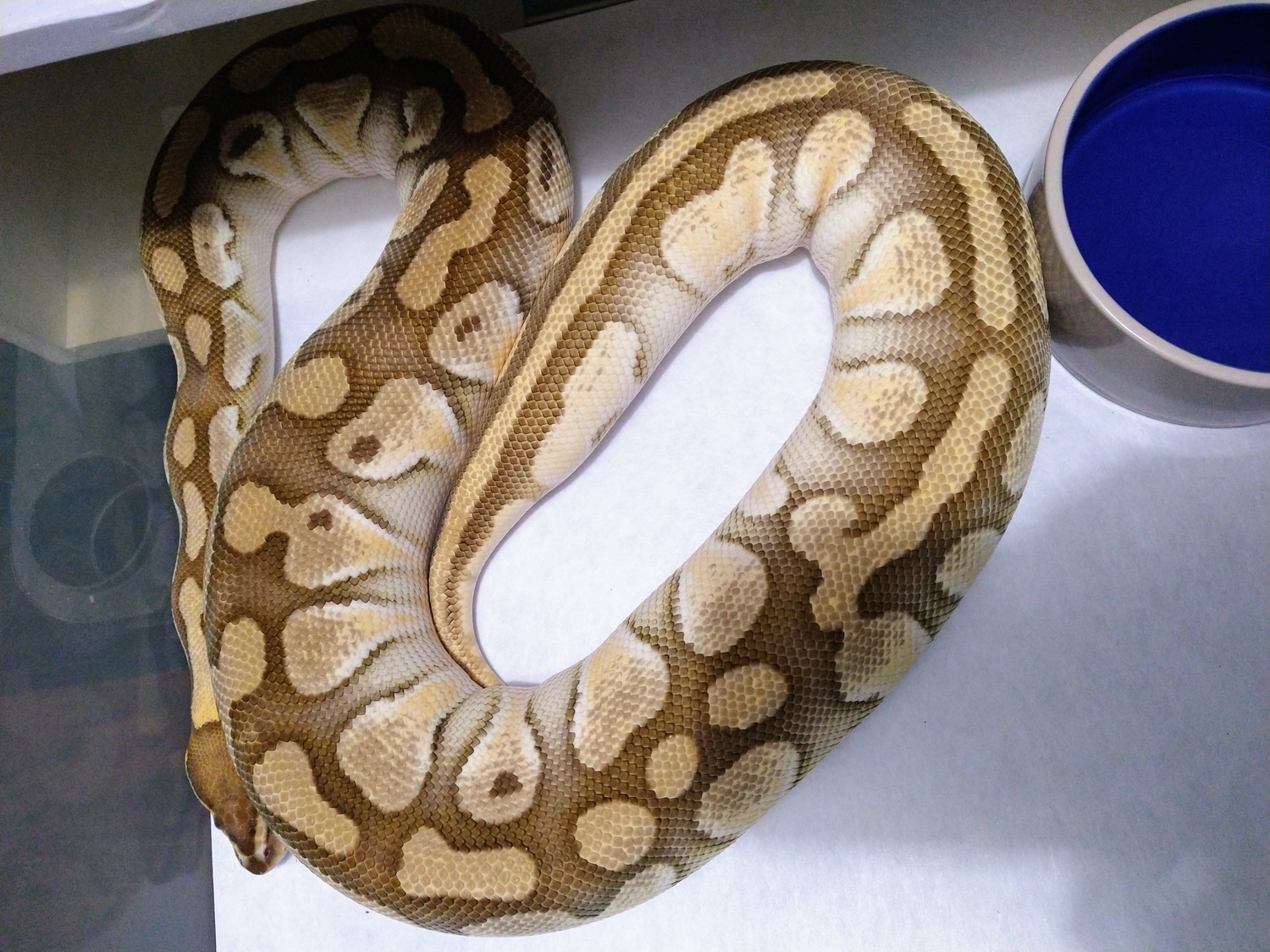 Lesser Het Clown Ball Python by VooDoo Pythons - MorphMarket