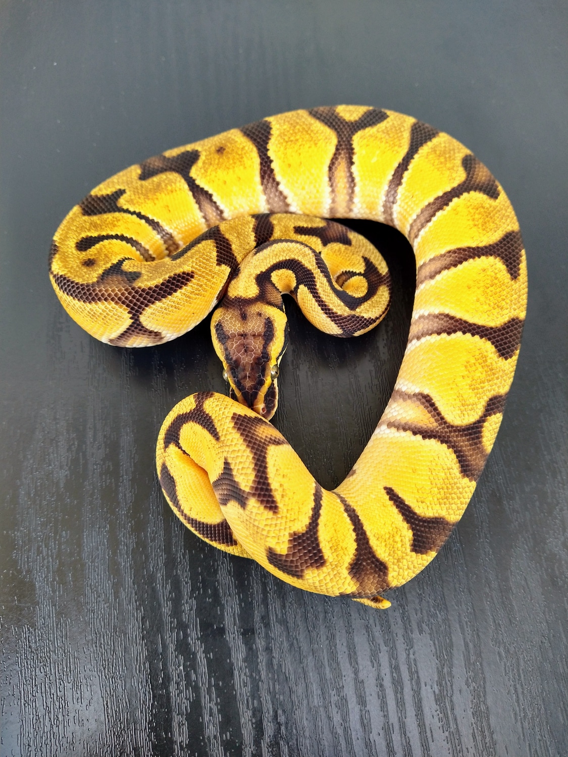 1.1 Pair 💯 Het Desert Ghost Ball Python by VooDoo Pythons - MorphMarket