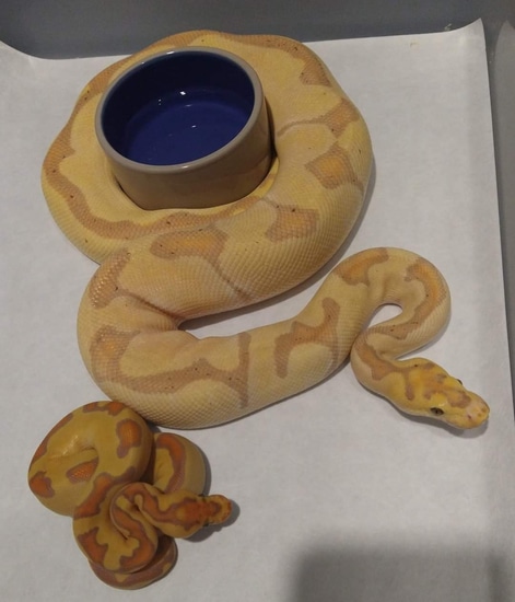 Proven Enchi Banana Clown Ball Python by VooDoo Pythons