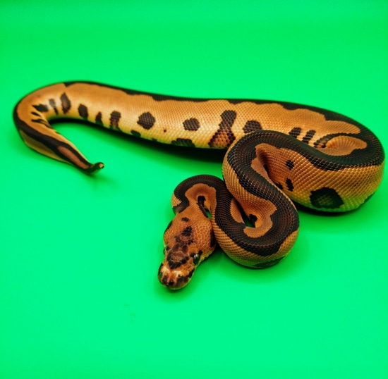 BOGO ! Leopard Clown Het Pied Ball Python by VooDoo Pythons
