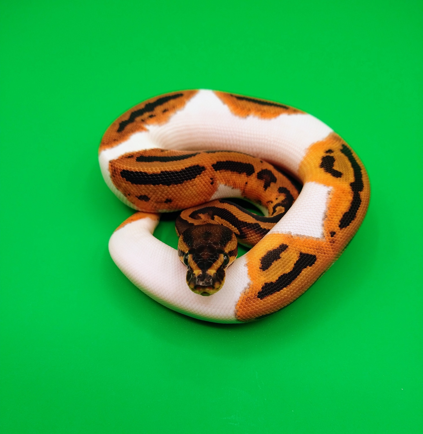 Pied 66% Het Clown Ball Python by VooDoo Pythons - MorphMarket