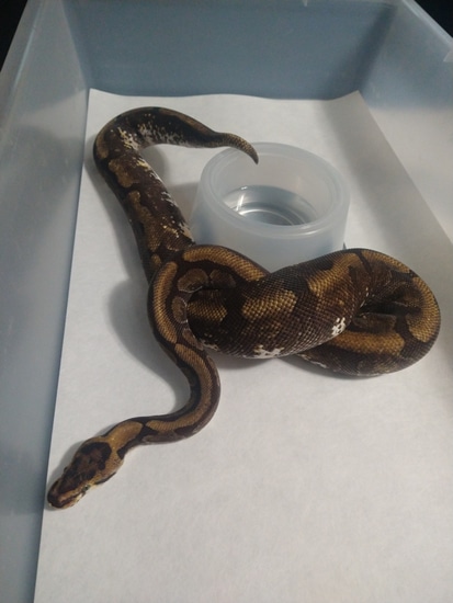 Super Enchi 100% Het Clown Proven Ball Python by VooDoo Pythons