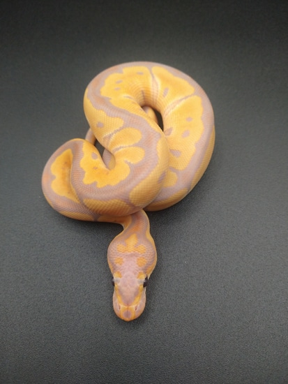Banana Clown Ball Python by VooDoo Pythons
