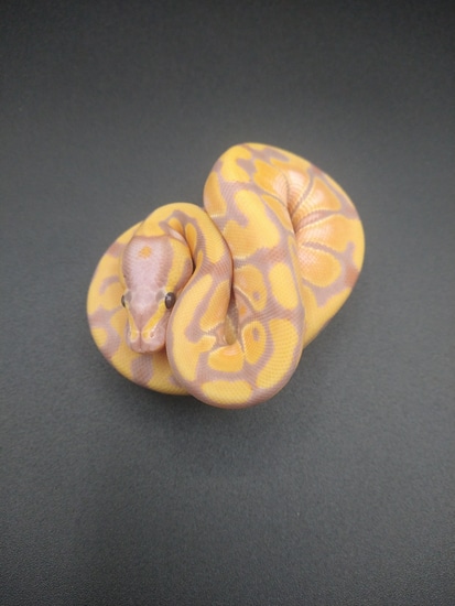 Enchi Banana 💯 Het Clown Ball Python by VooDoo Pythons