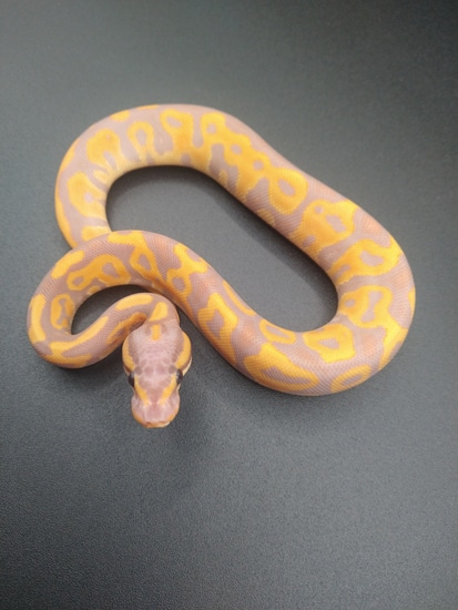 Banana Leopard 50% Het Clown Ball Python by VooDoo Pythons