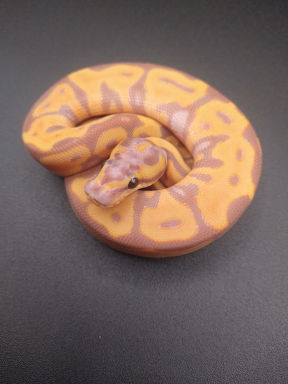 Enchi Banana Leopard 50% Het Clown Ball Python by VooDoo Pythons