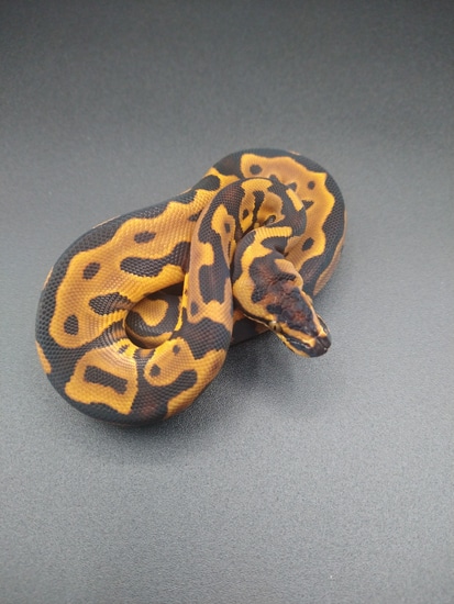 Super Enchi Leopard (Poss Super Leopard) 50% Het Clown Ball Python by ...