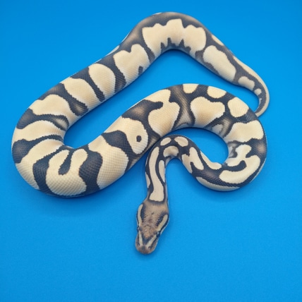 VooDoo Pythons - MorphMarket