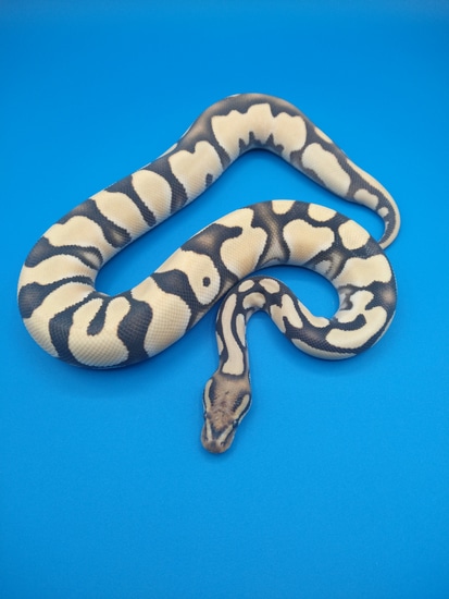 Super Orange Dream Desert Ghost Ball Python by VooDoo Pythons