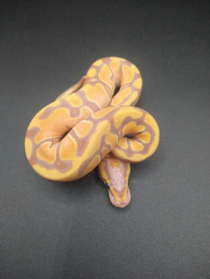 Enchi Banana 💯 Het Clown Ball Python by VooDoo Pythons
