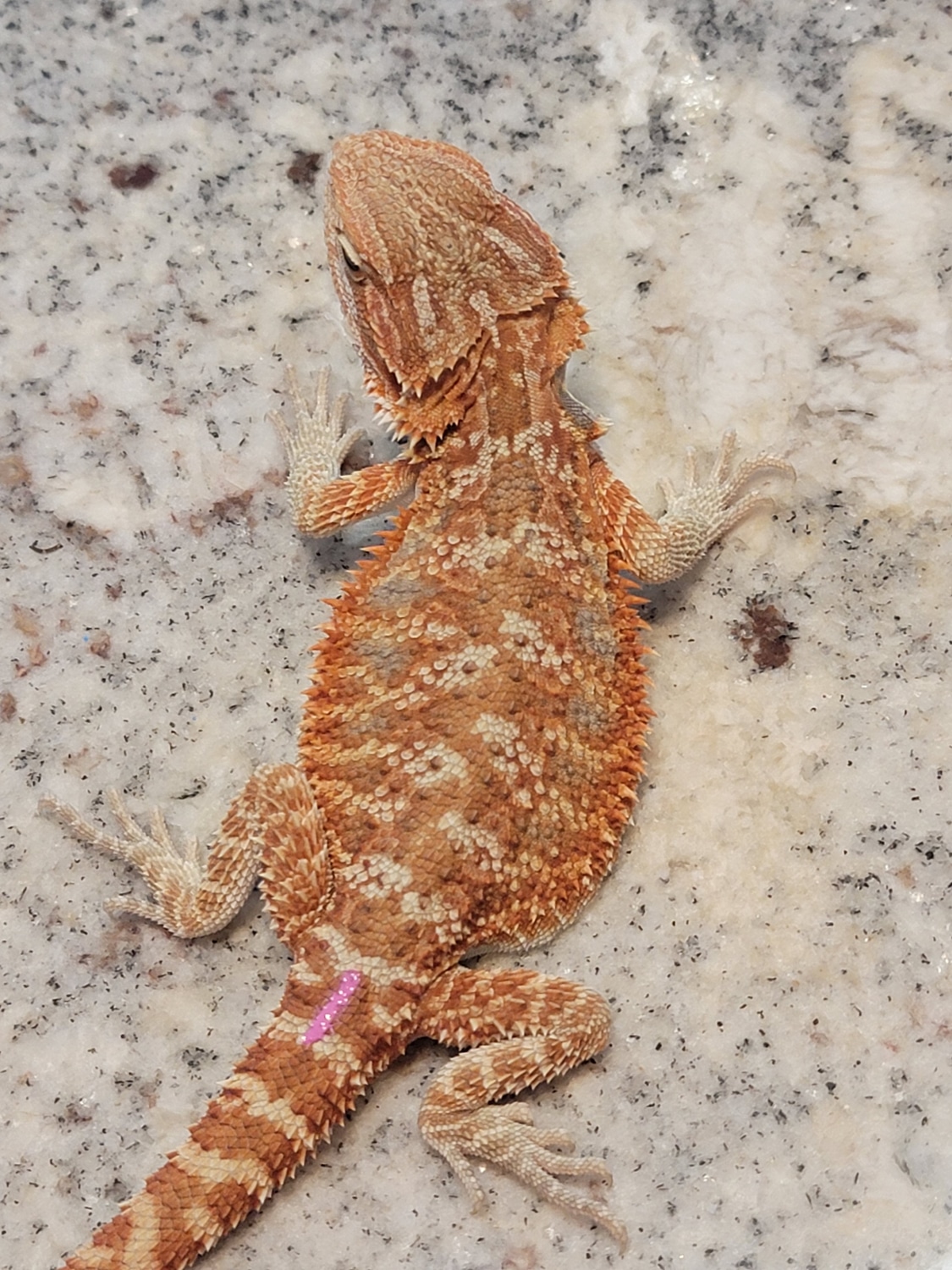 100% Het Zero, Hypo, Het Trans Central Bearded Dragon by Voodoo Dragons ...