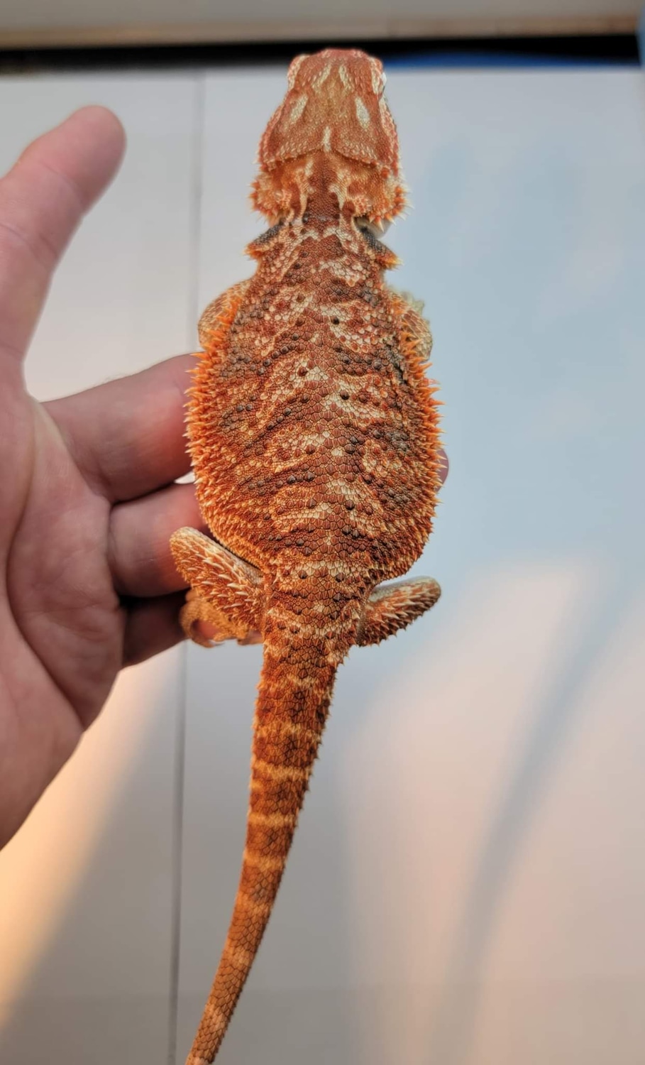 TRIPLE HET 100% Het Zero, Het Hypo, Het Trans Central Bearded Dragon by ...