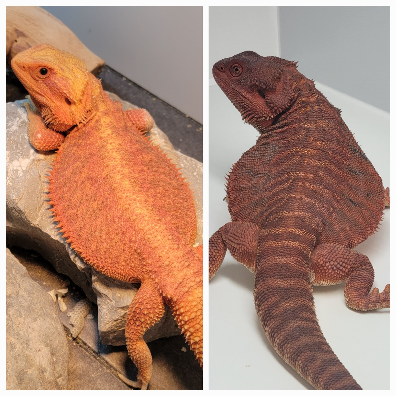 50% Red Monster, Het Hypo Het Trans Leatherback Central Bearded Dragon ...