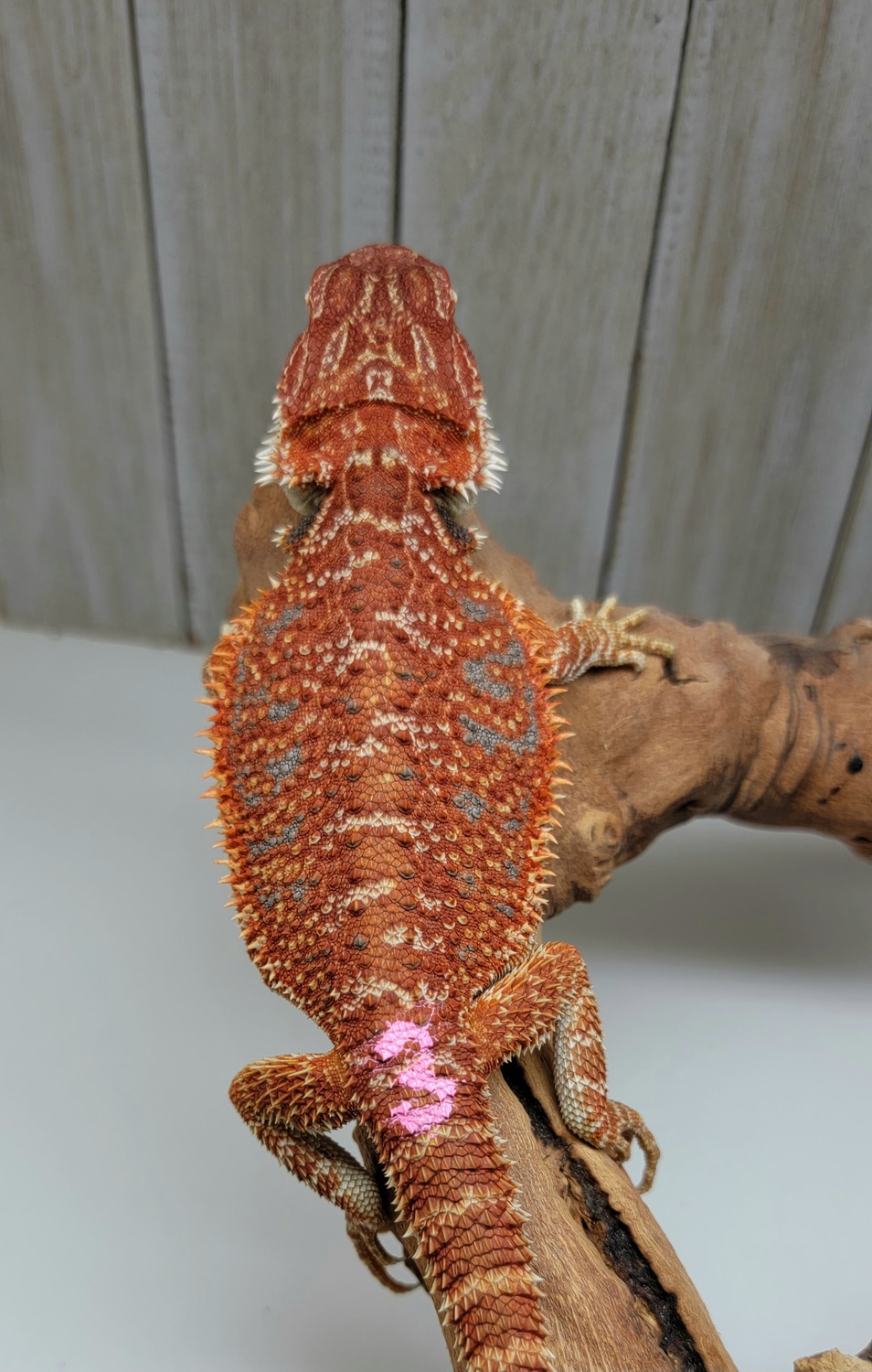 Half Red Monster, Het Hypo, 50%possible Het Trans Central Bearded ...