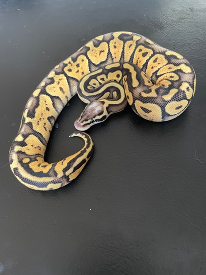 Firefly 100% Het Clown Ball Python by Royal Scales
