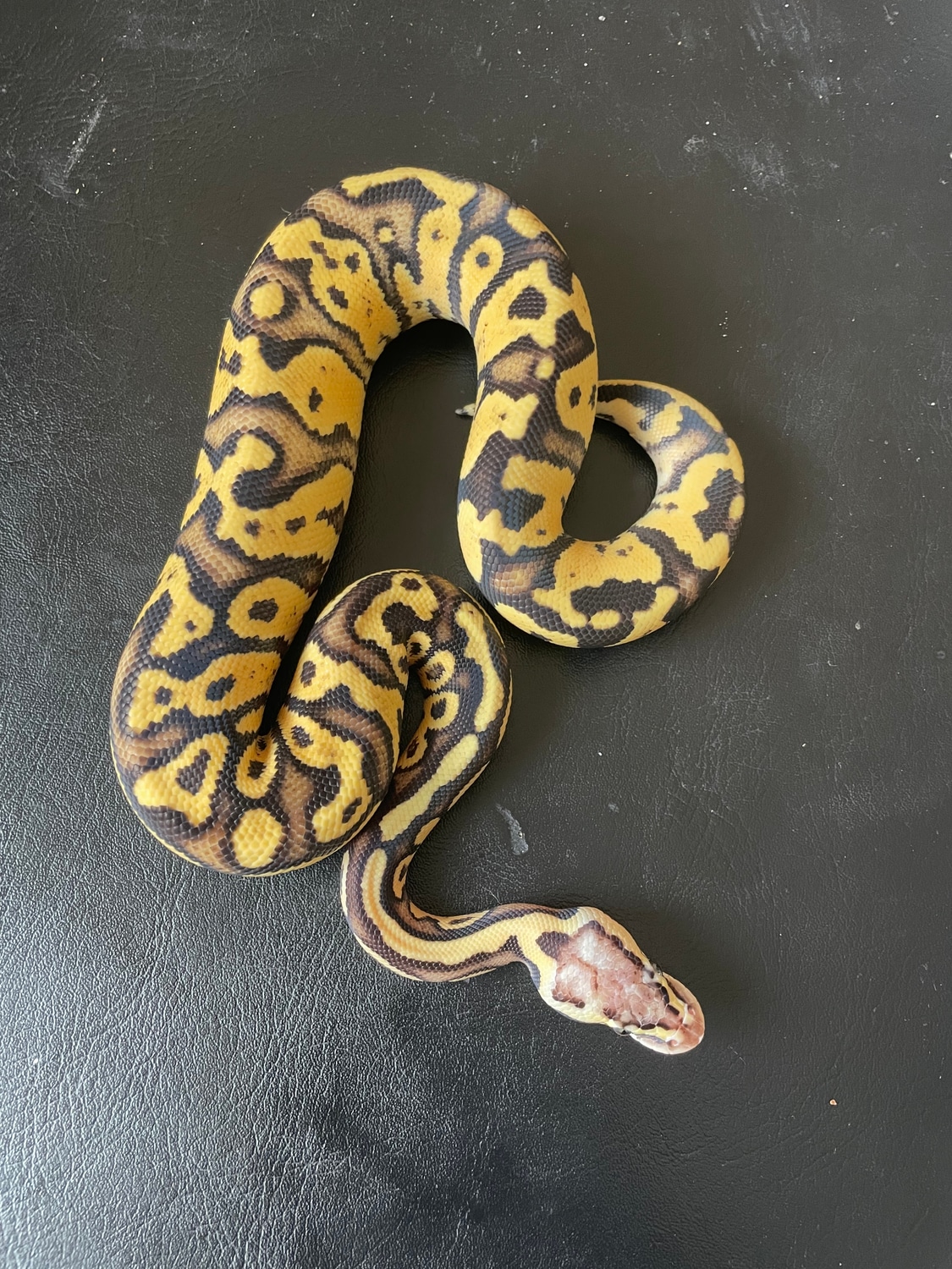 Super Pastel Leopard 100% Het Clown Ball Python by Royal Scales ...
