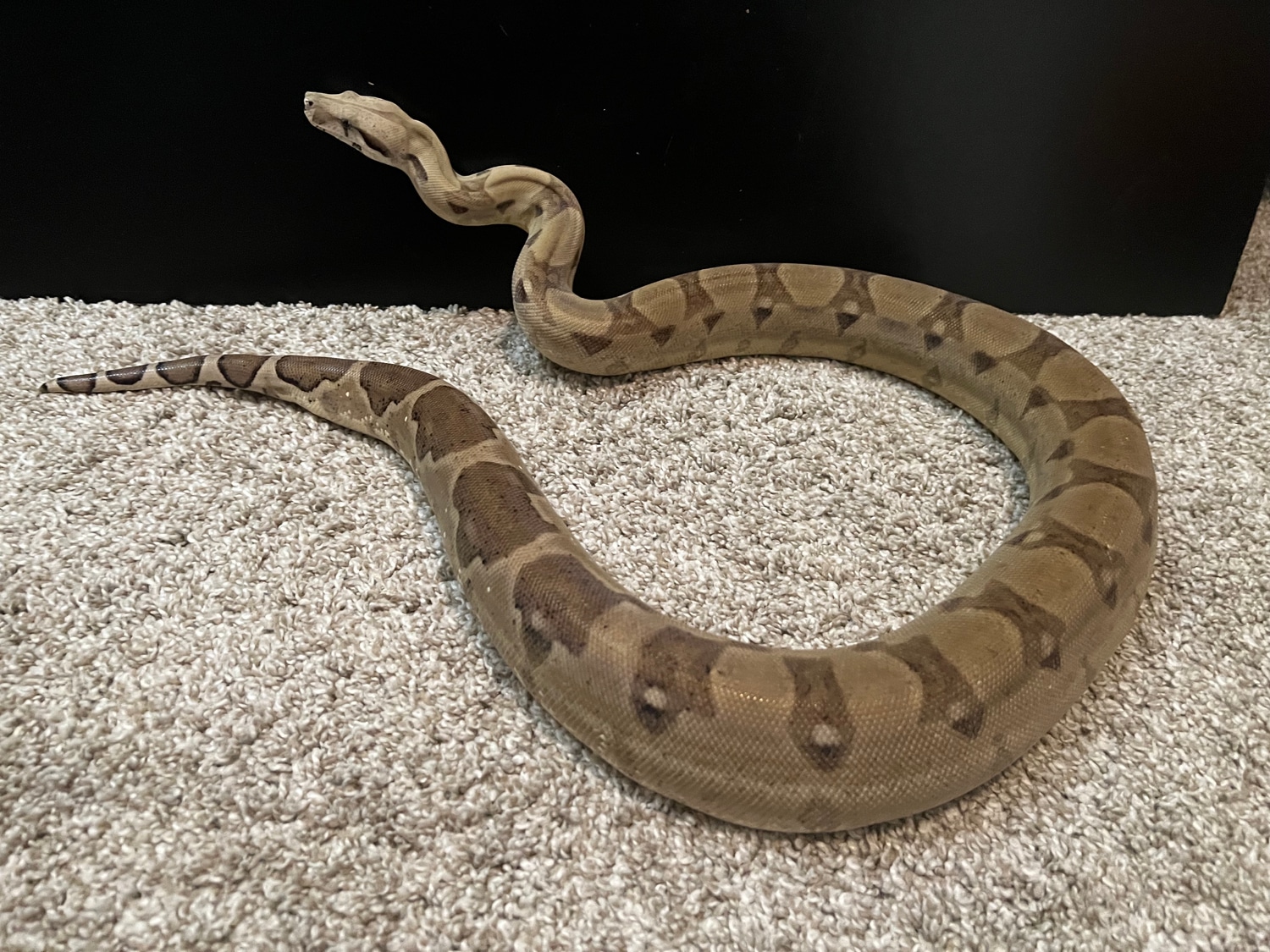 Ghost 👻 Freisa: $950 - Opportunity To Intro A New 🤩 Line 🐍! Boa ...