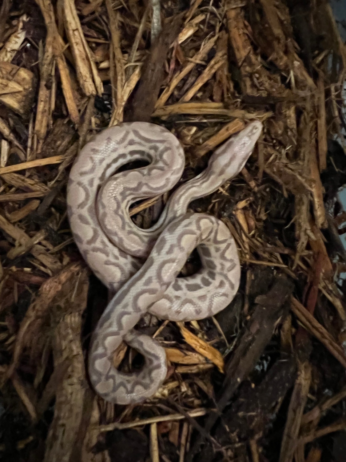 T+ Albino 2022 Male CRB - $650 Shipped Colombian Rainbow Boa by Voodoo ...