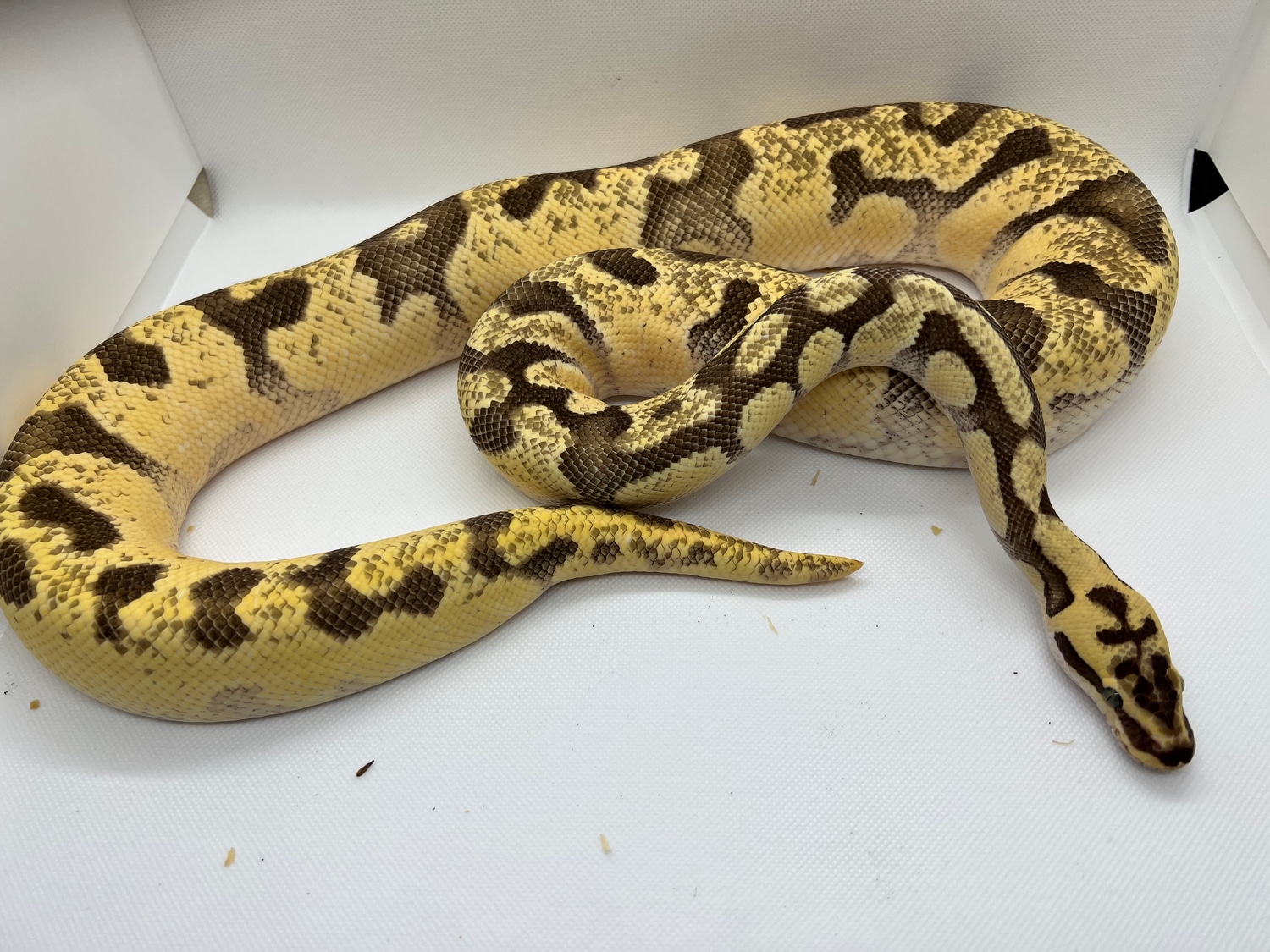 Super Enchi Firefly Ball Python by Celtic Serpents - MorphMarket