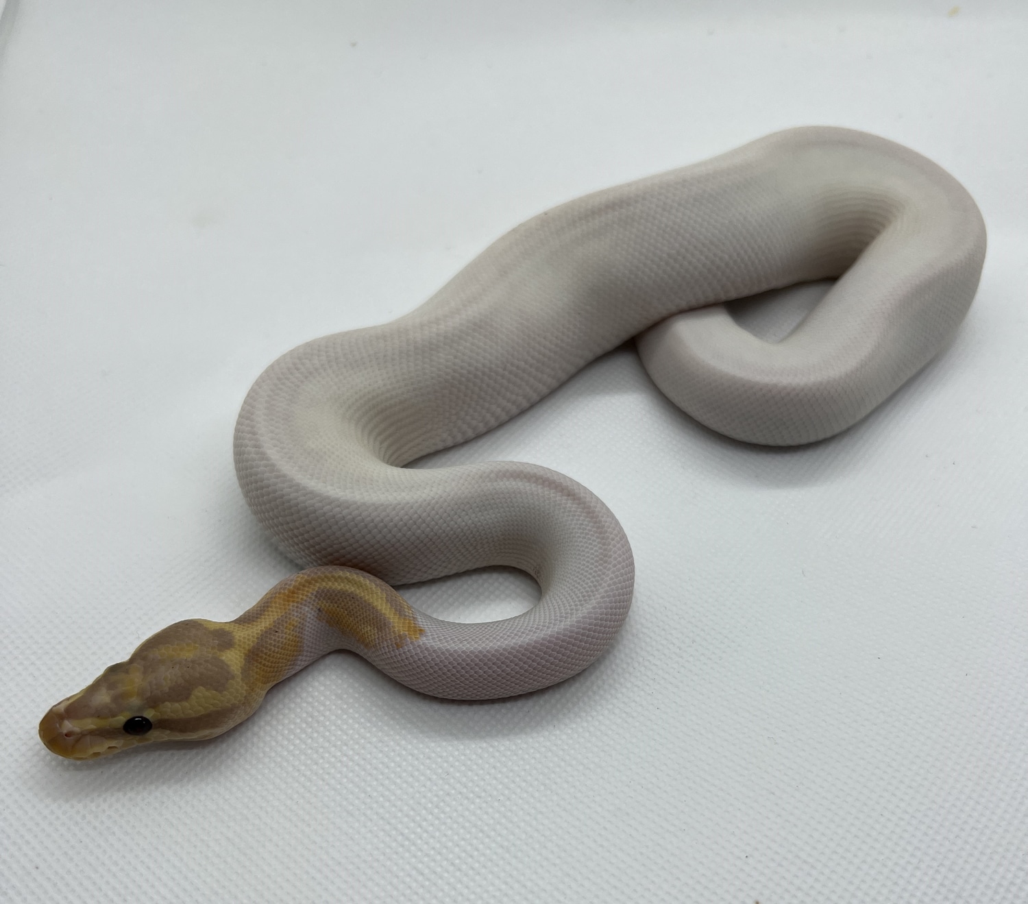 Banana Pied Ball Python by Celtic Serpents - MorphMarket