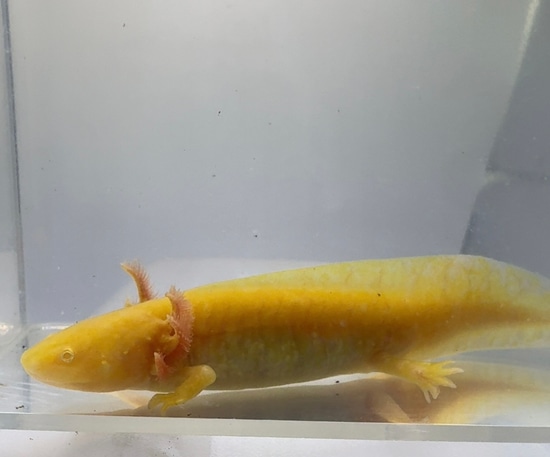 Gold Flake Golden Albino “Banana” Axolotl by Pearl Aquatics