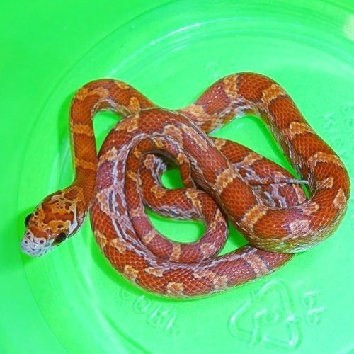 Hypo Sunkissed Corn Snake by Garden State Pet Center
