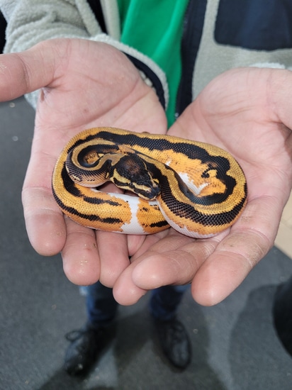 Orange Dream Yellow Belly Pied Ball Python by Garden State Pet Center