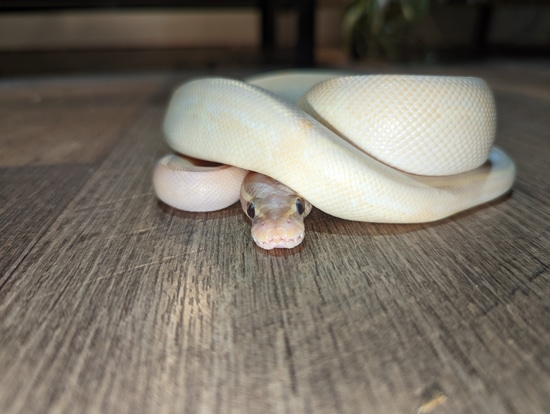 Banana Highway Ball Python by Garden State Pet Center