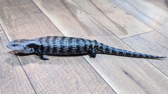 Axanthic Halmahera Blue Tongue Skink Halmahera Blue-Tongued Skink by ...