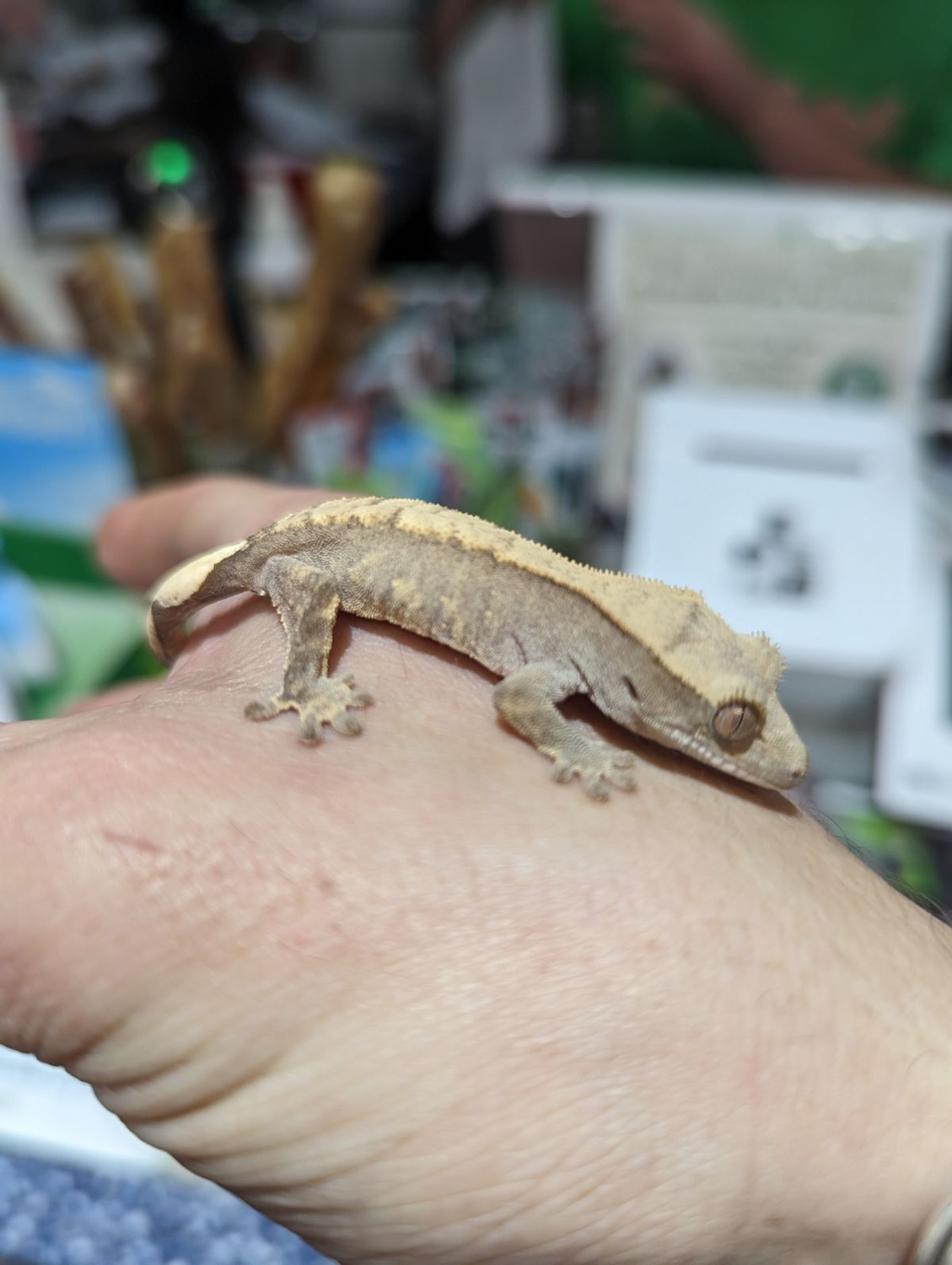 Flame Crested Gecko by Garden State Pet Center - MorphMarket