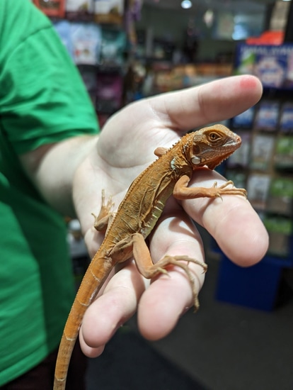 Orange Zero Green Iguana by Garden State Pet Center