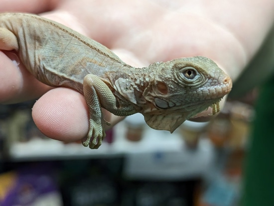 Translucent Green Iguana by Garden State Pet Center