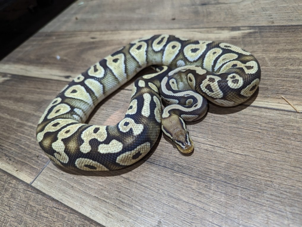 Pastel Mojave Het Orange Ghost Het Pied Ball Python by Garden State Pet ...