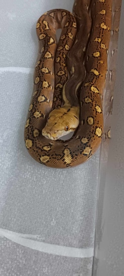 Phantom Het Anthrax, Mocha, White, Purple Reticulated Python by ...