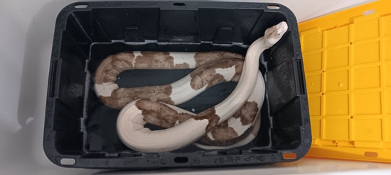 Paradox Super Phantom Graniteback Het Purple Reticulated Python by ...